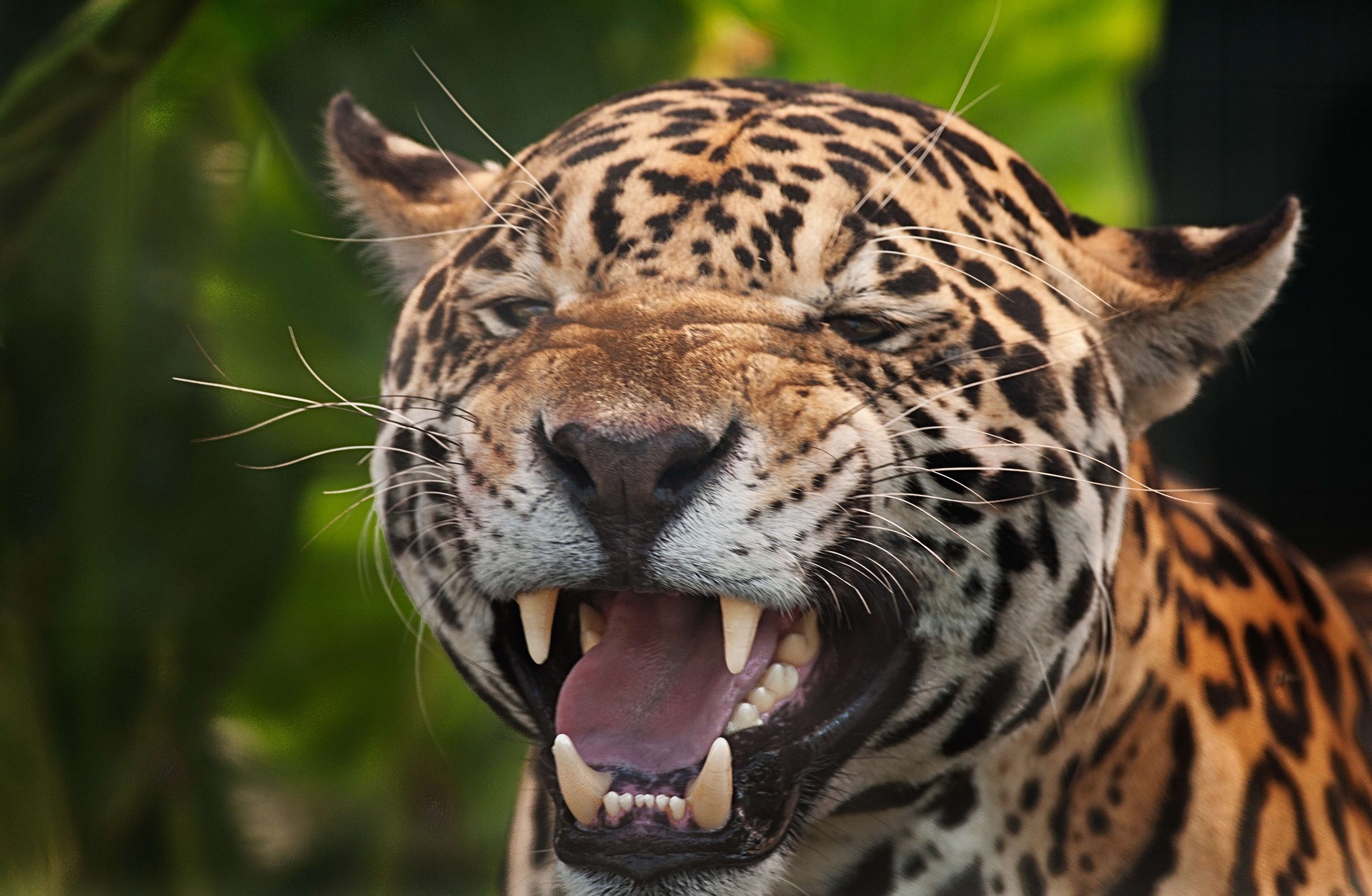 Natureza selvagem: onça-pintada - Meus Bichos