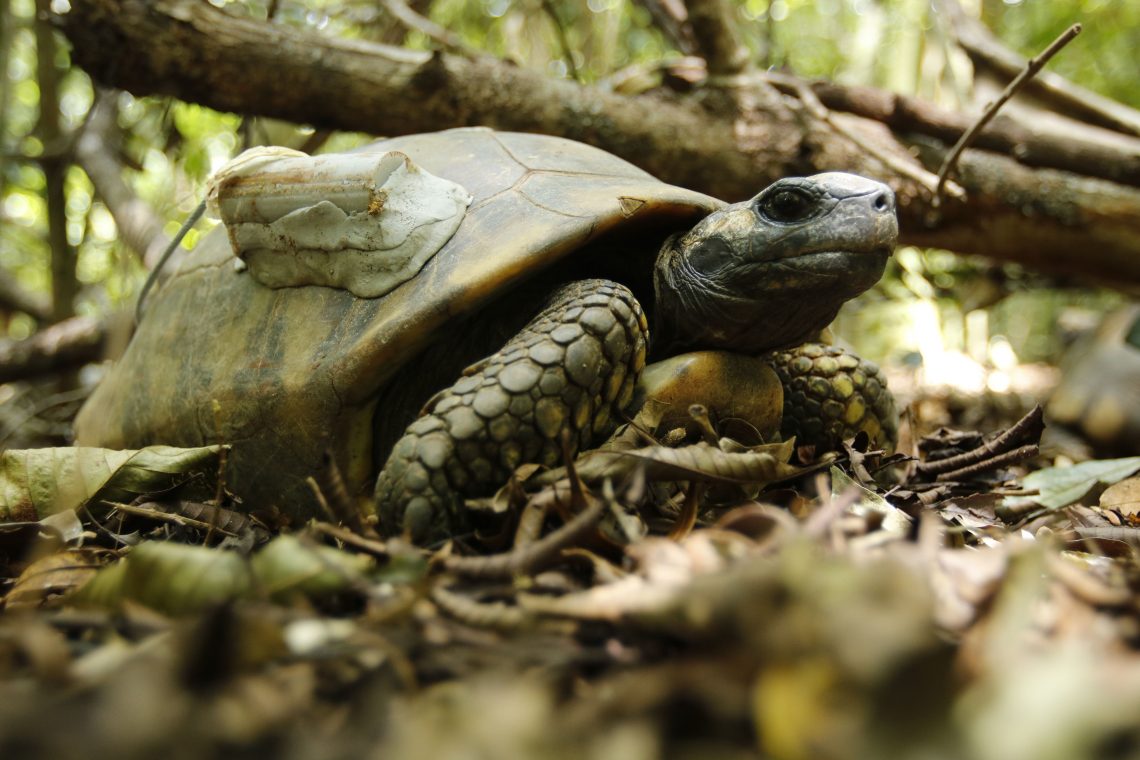 A diversidade da fauna do Rio está ameaçada - Meus Bichos