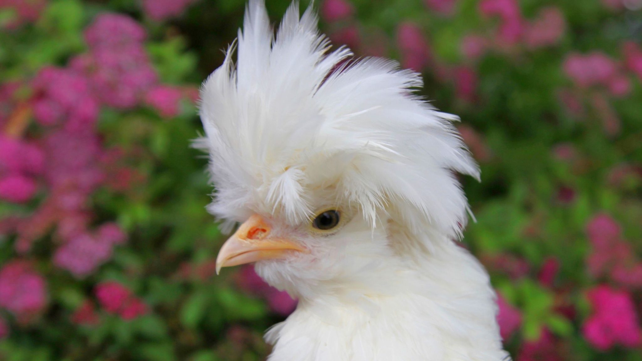 Galinhas ganham espaço como mascotes - Meus Bichos