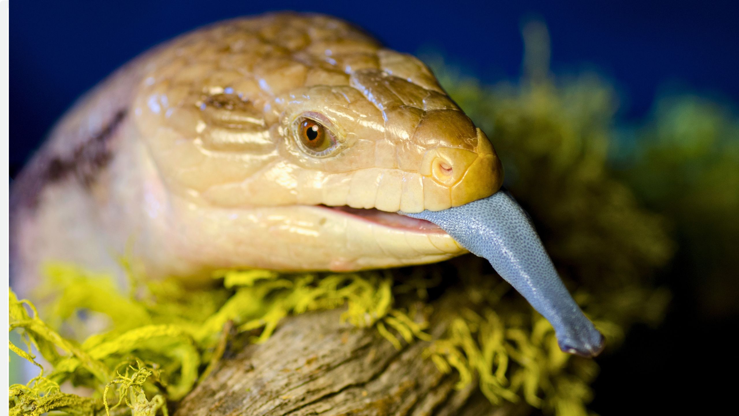 Blue Tongue, o lagarto de língua azul que tem apetite voraz por lesmas ...