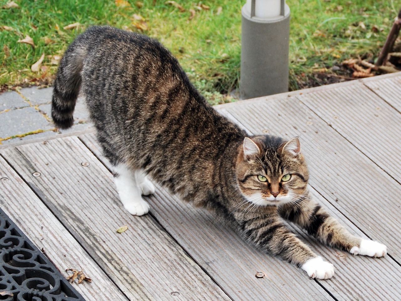 Gatos adoram se alongar: entenda o motivo - Meus Bichos