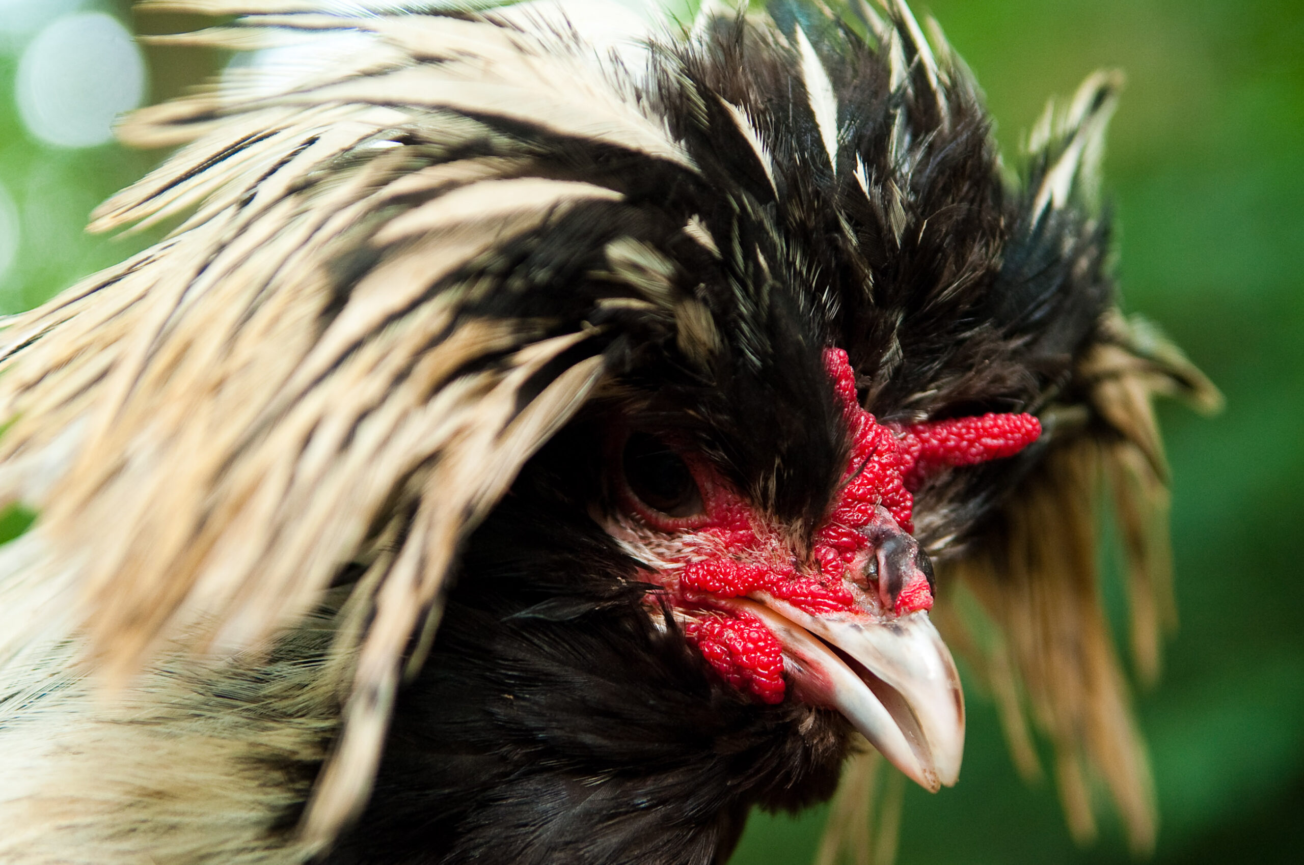 A topetuda galinha polonesa se destaca entre as aves ornamentais - Meus ...