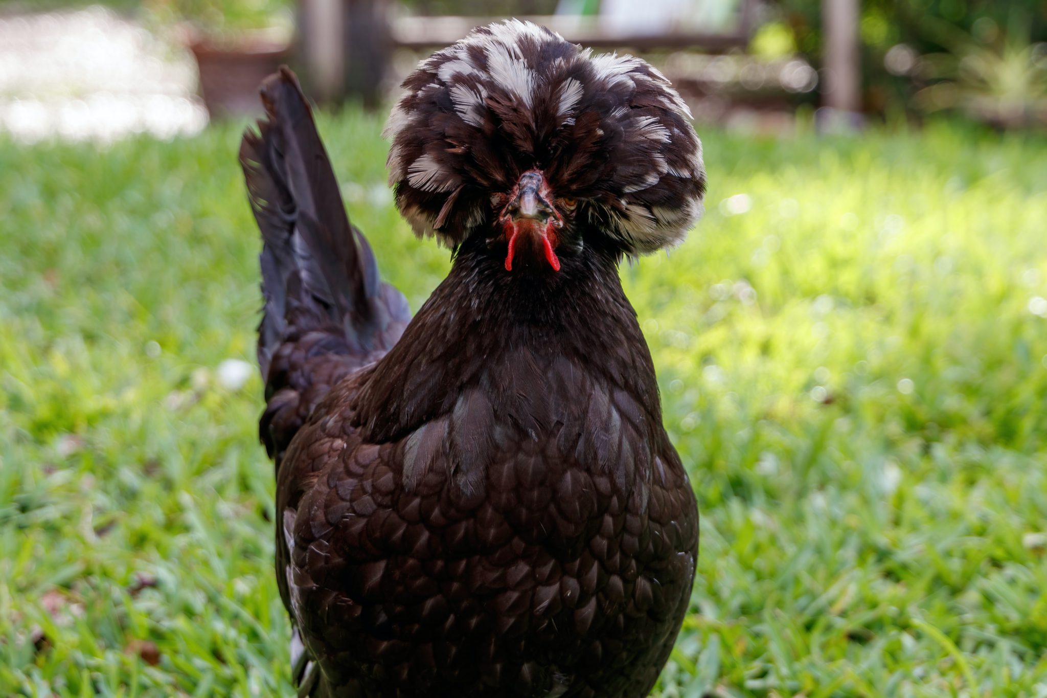 A topetuda galinha polonesa se destaca entre as aves ornamentais - Meus ...