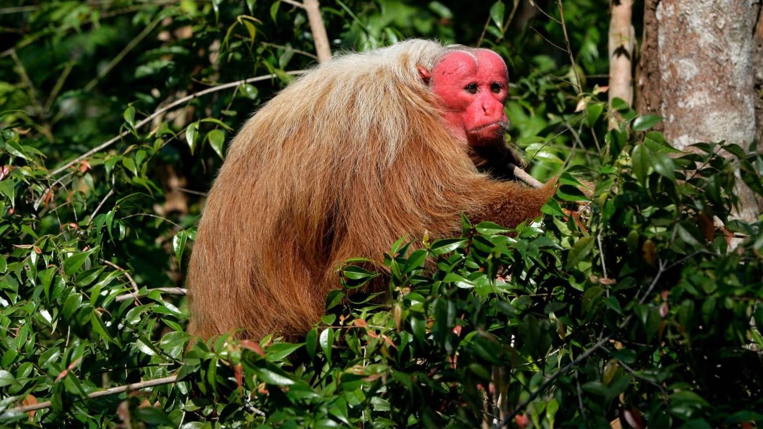 Conheça cinco espécies de macacos encontradas somente na Amazônia ...