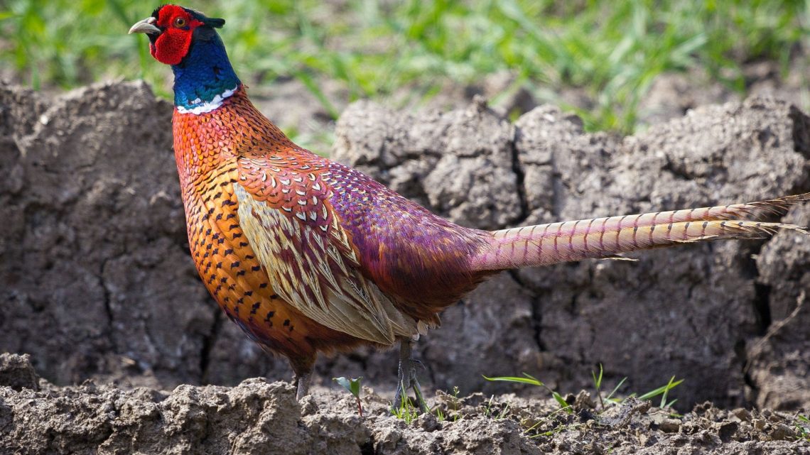 Faisão se destaca pelo charme nas plumagens e porte elegante - Meus Bichos