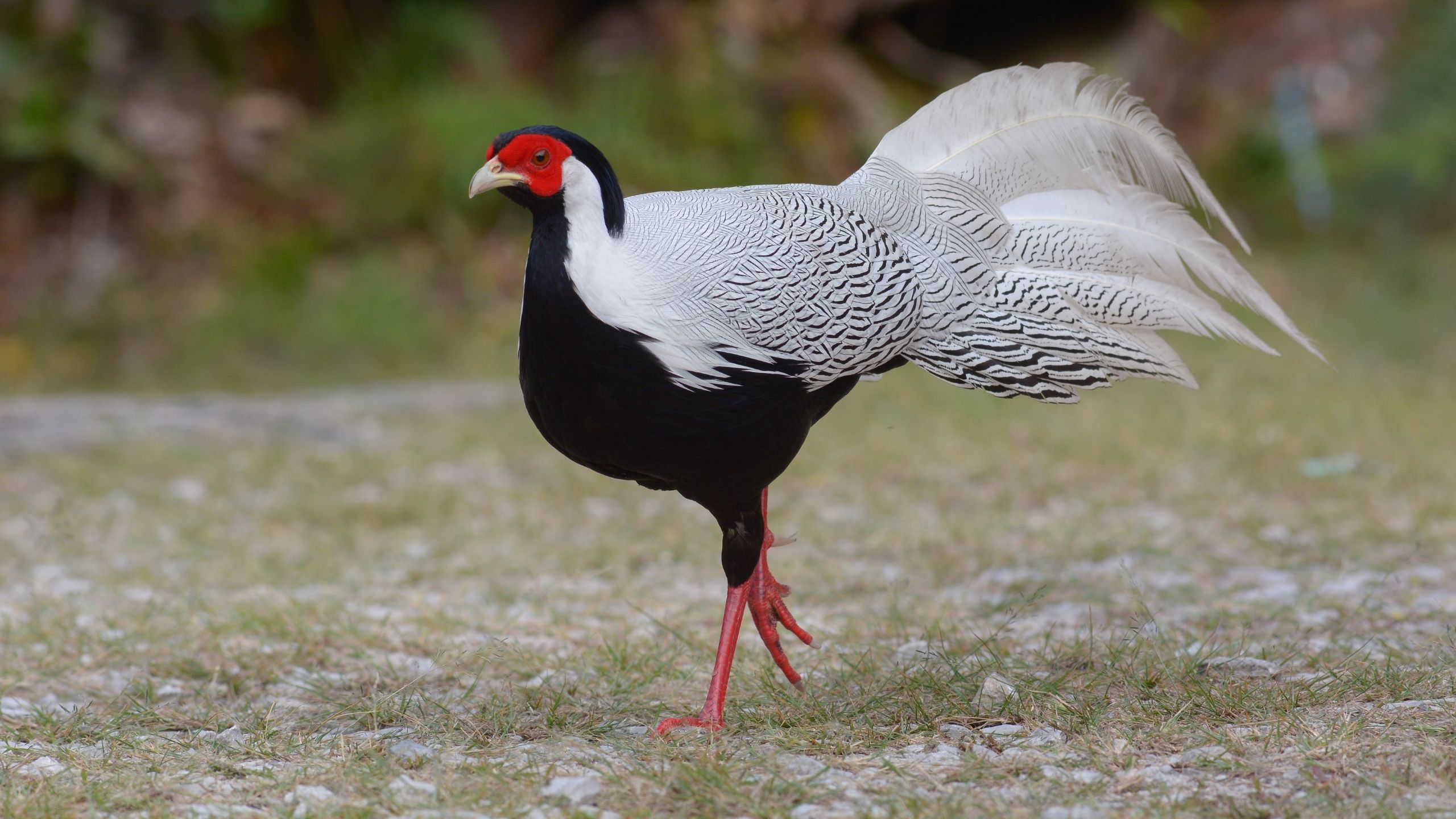 Faisão se destaca pelo charme nas plumagens e porte elegante - Meus Bichos