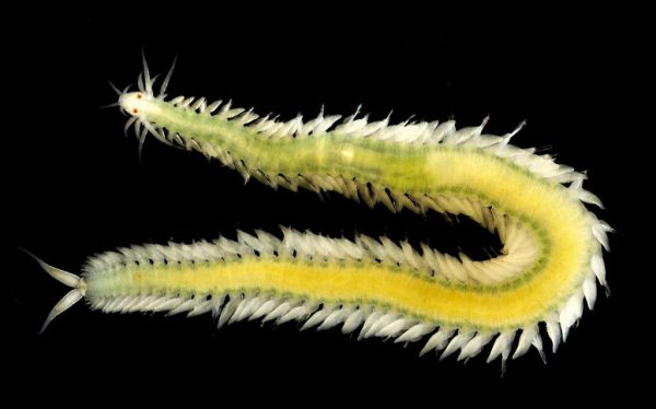 DNA revela espécies de anelídeos escondidas sob um mesmo disfarce ...