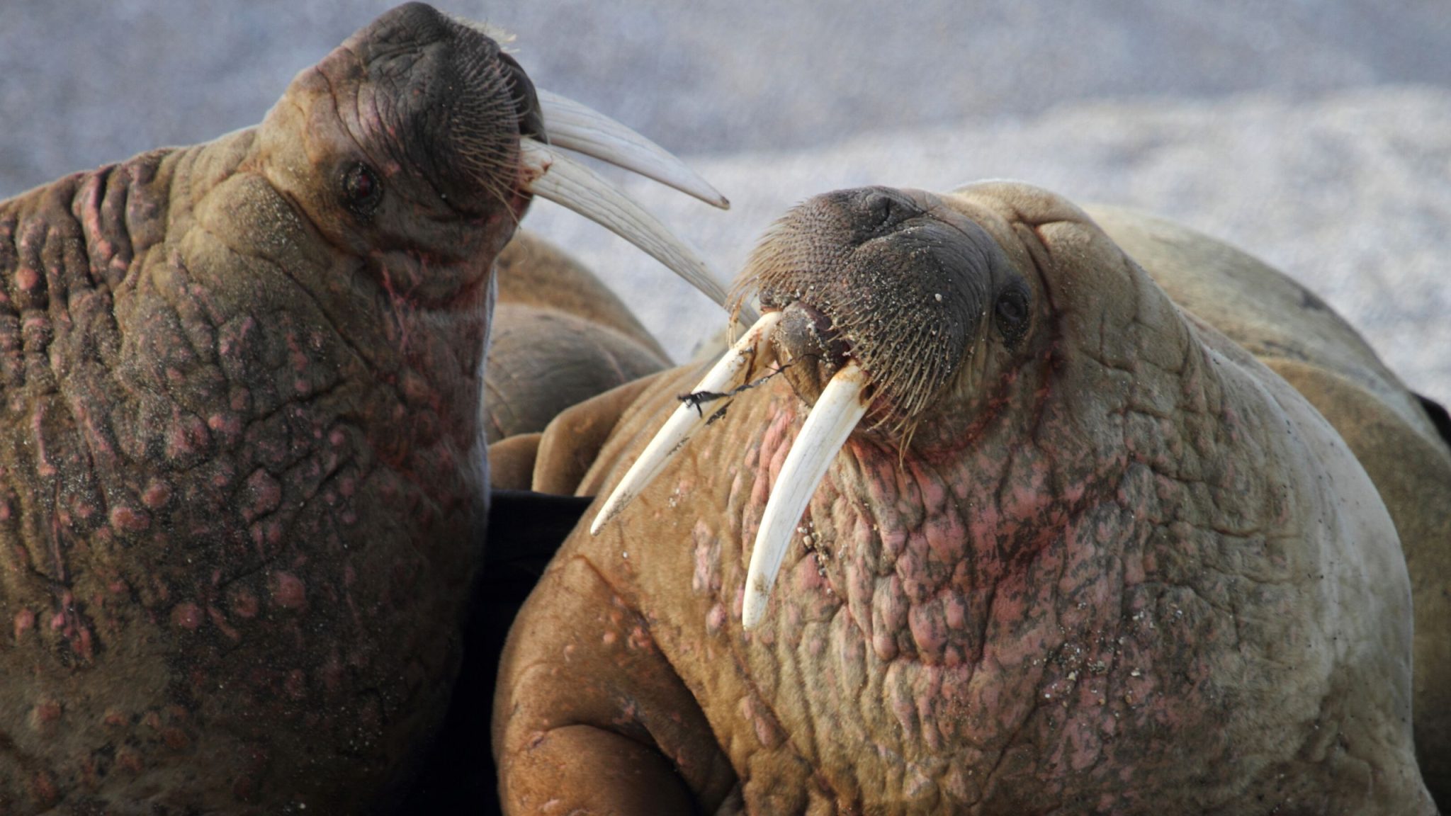 Morsa: curiosidades sobre esse animal marinho com bigodes e grandes ...