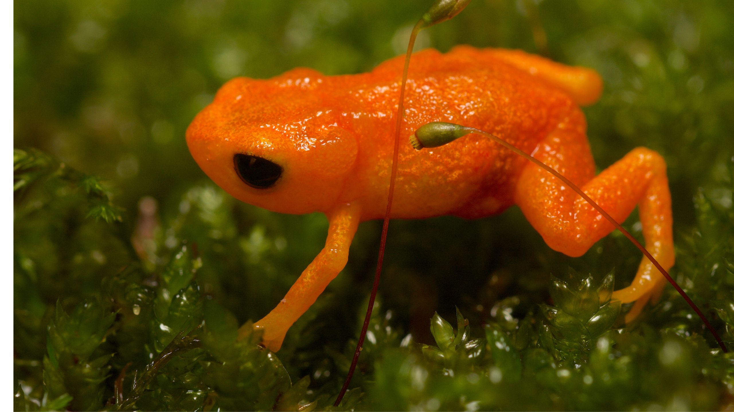 Laranja é a cor mais quente para esse anfíbio: conheça o sapinho ...