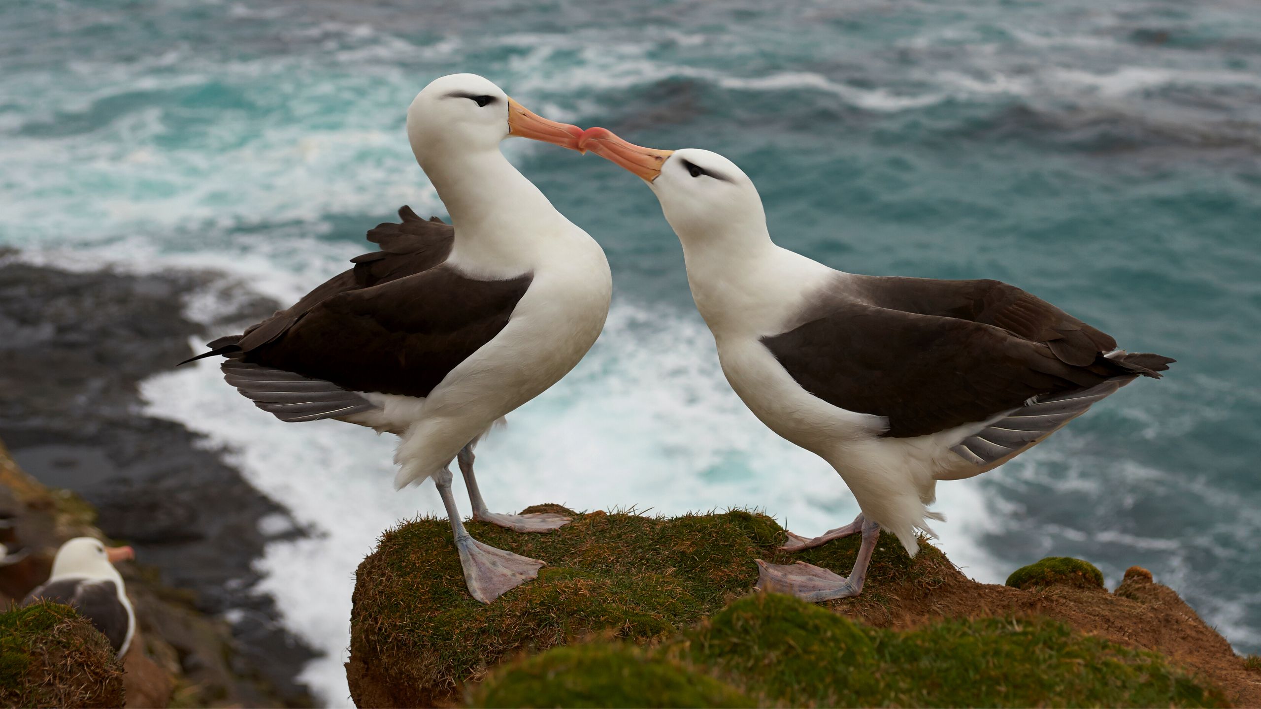 Albatroz-de-sobrancelha-negra: ficha técnica e curiosidades - Meus Bichos