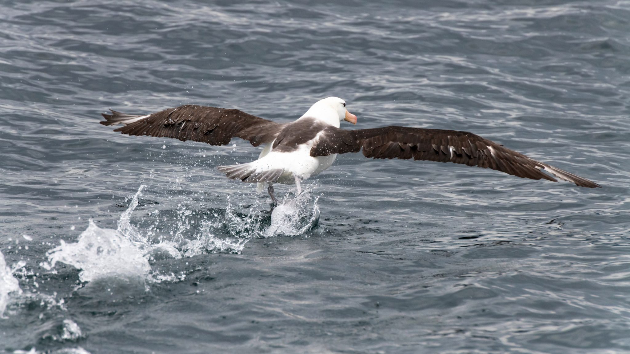 Albatroz-de-sobrancelha-negra: ficha técnica e curiosidades - Meus Bichos