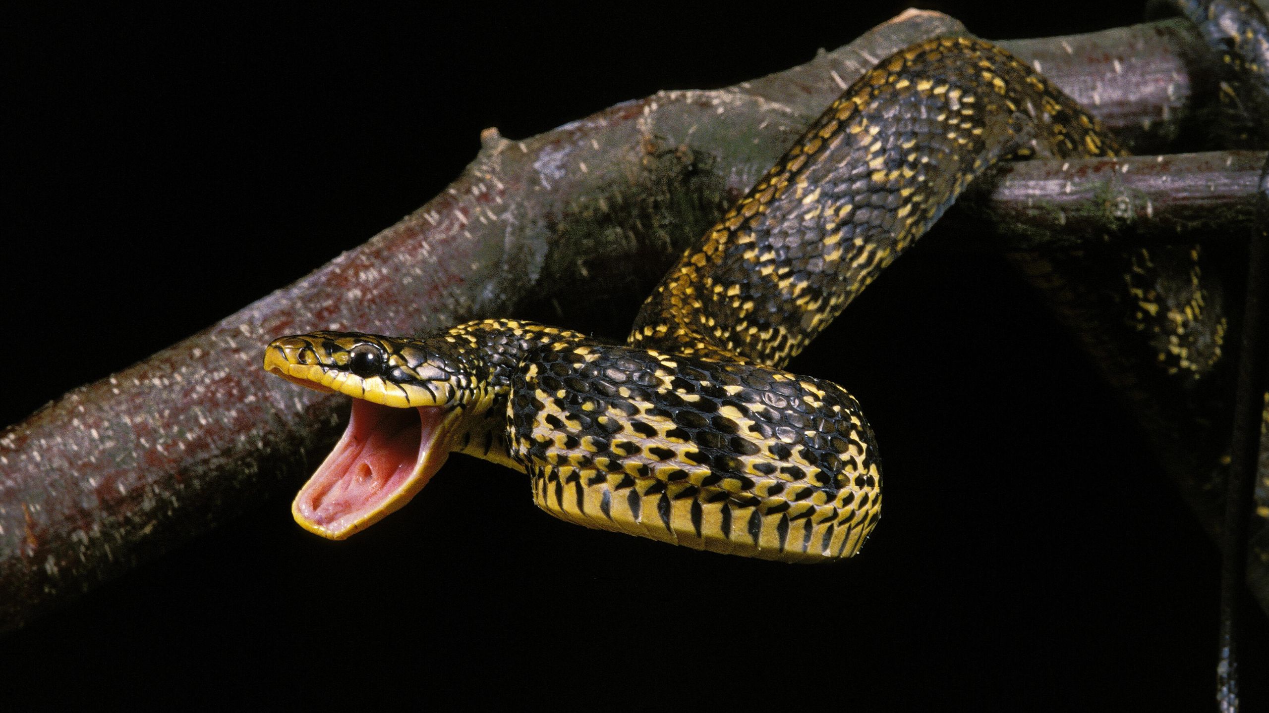 Caninana: cara é de brava, mas essa serpente ligeirinha é inofensiva ...