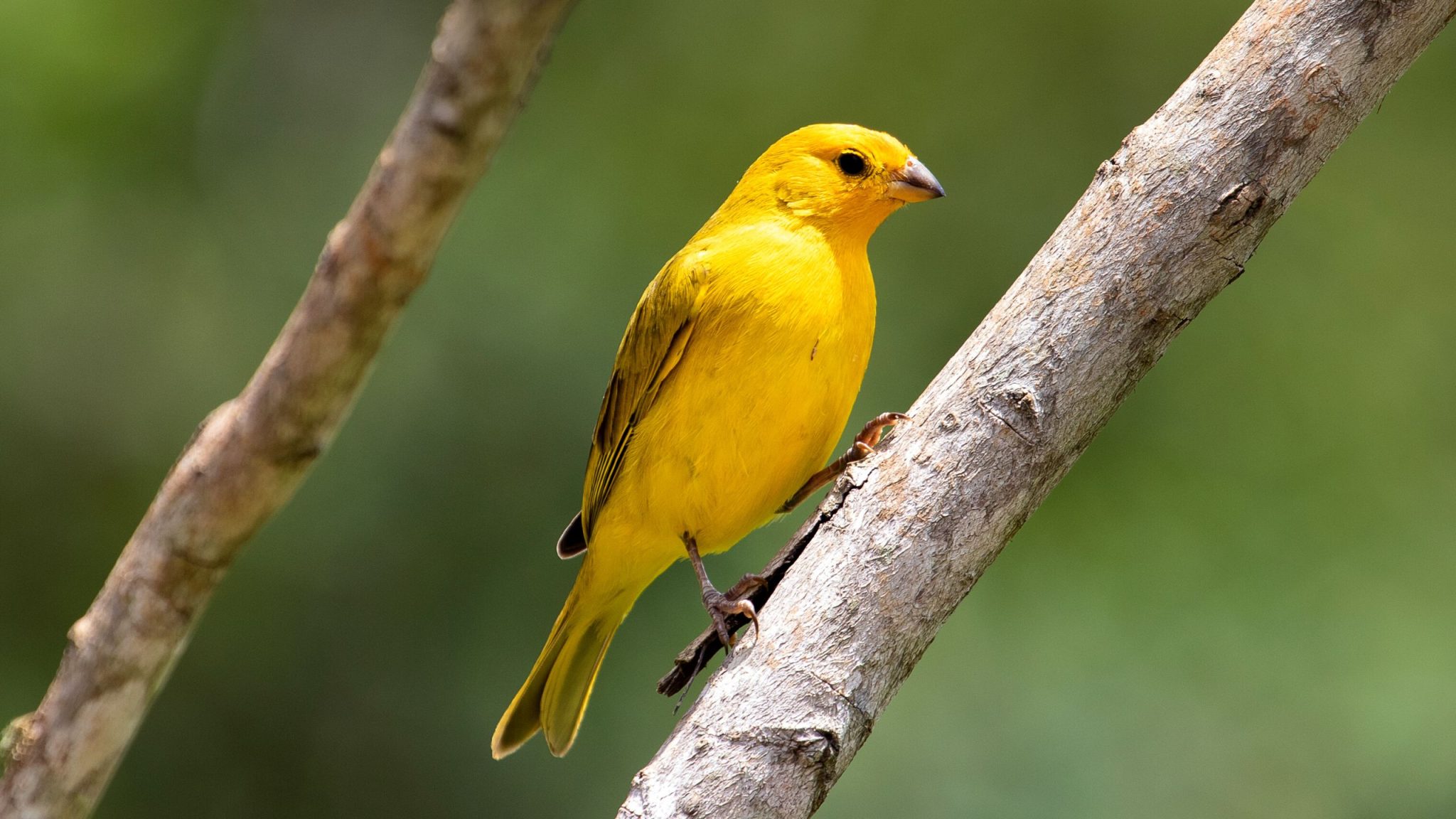 Tipos de bicos em aves: conheça suas características e funções - Meus ...