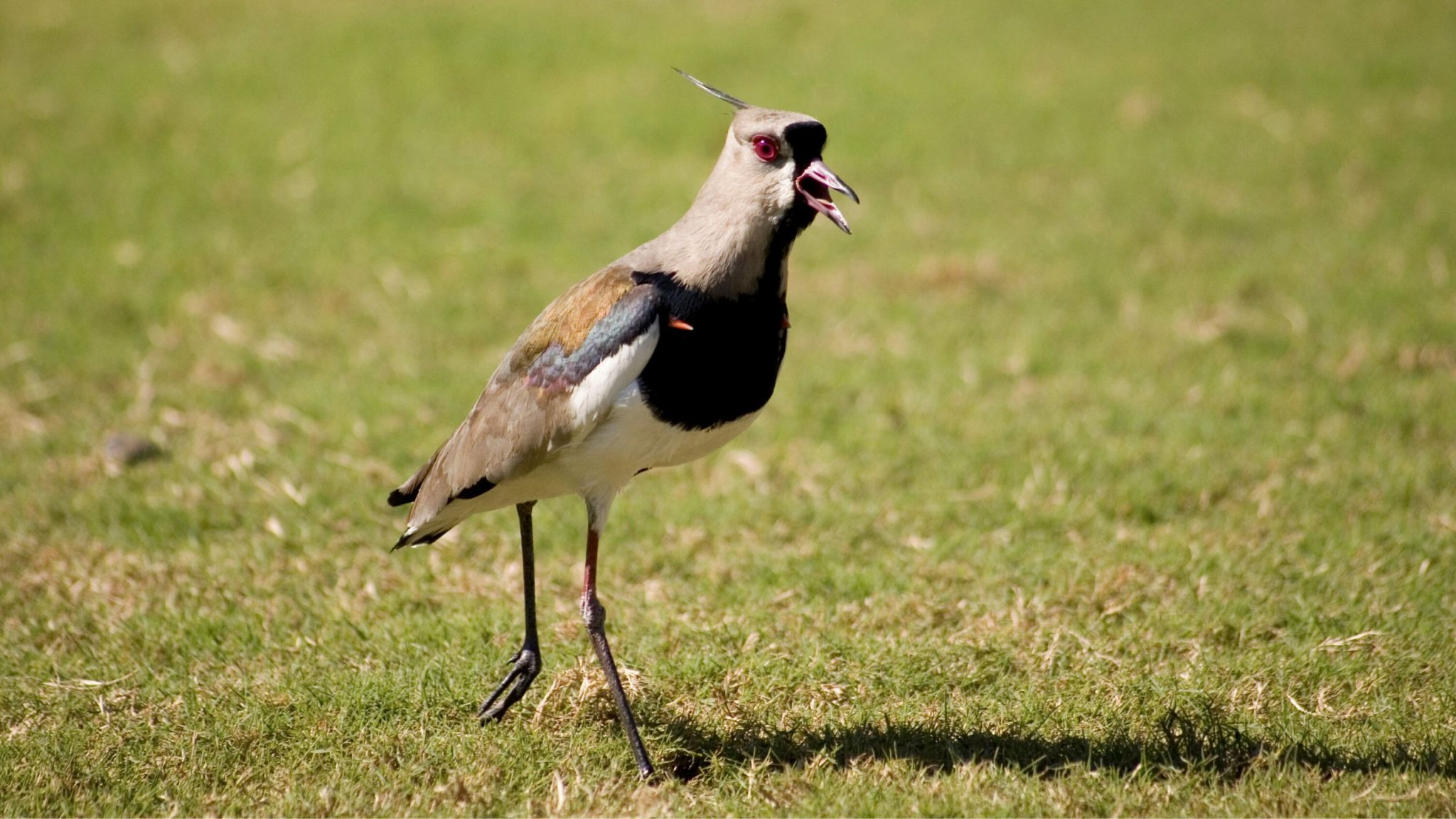 Tipos de bicos em aves: conheça suas características e funções - Meus ...