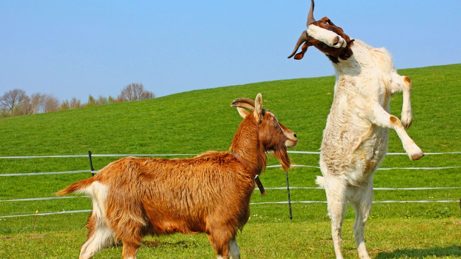 10 curiosidades sobre as cabras: hábeis em escaladas, saltadoras e mais ...