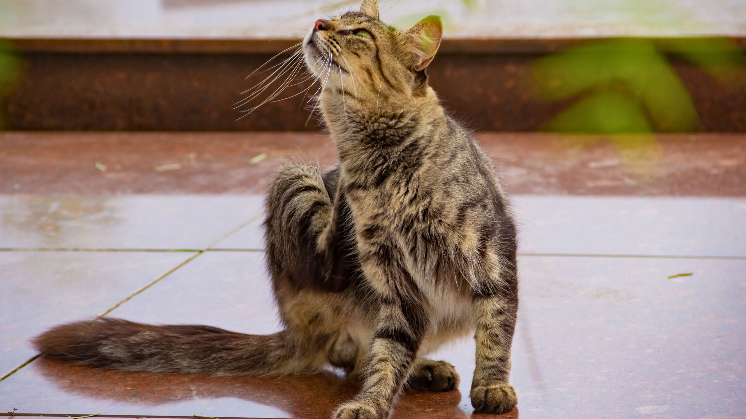 Por que meu gato se coça tanto? - Meus Bichos