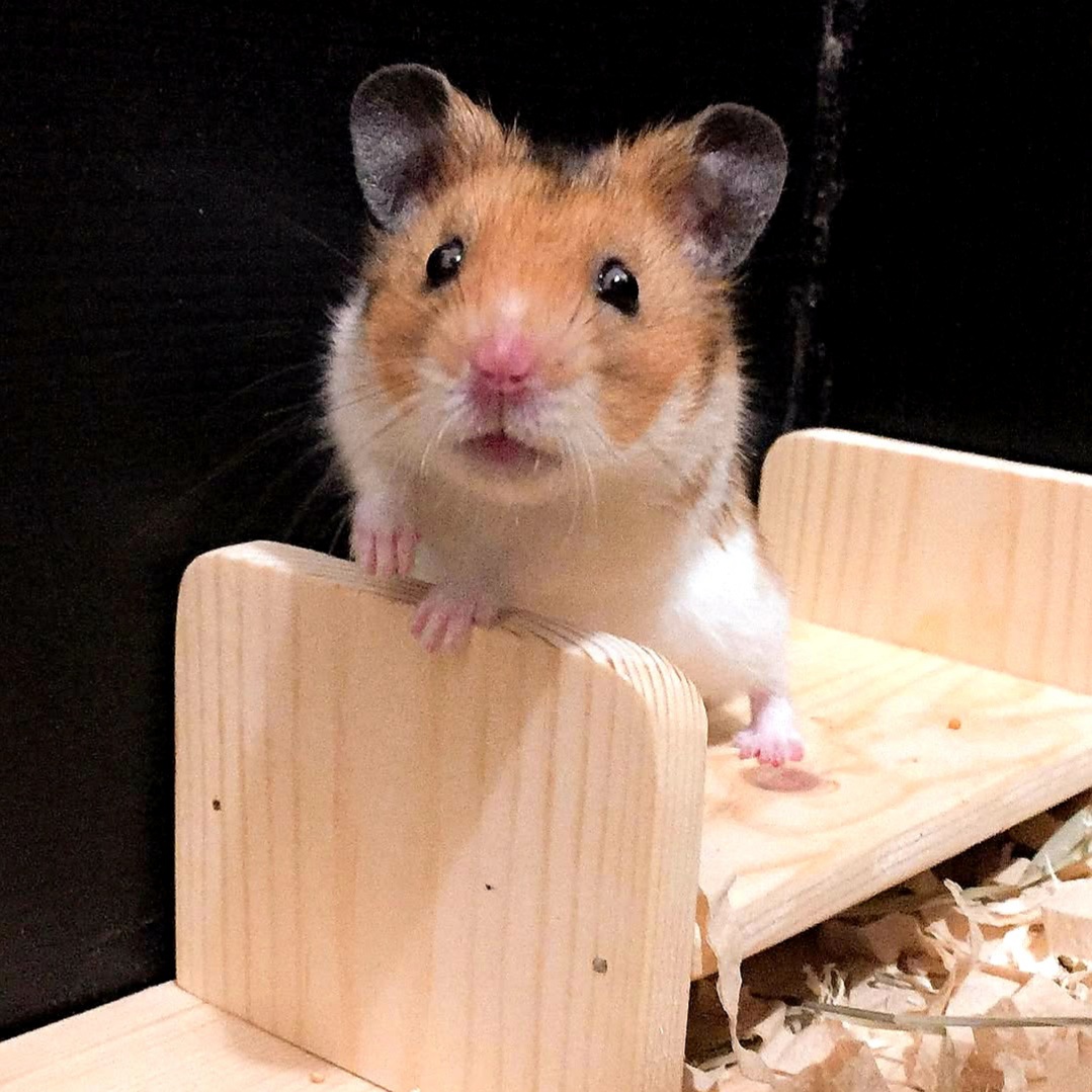 Conheça o Lilo, o hamster feliz - Meus Bichos